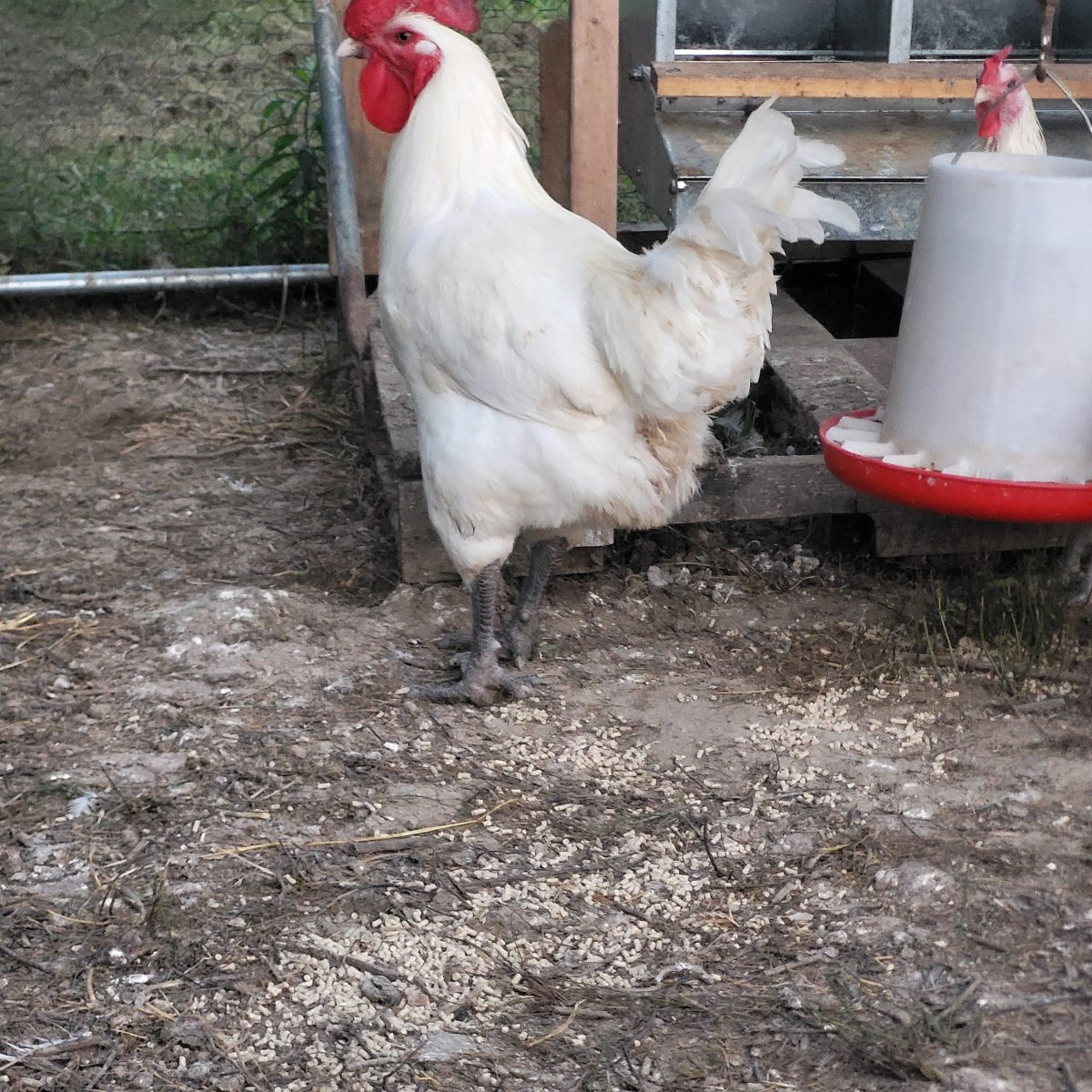 Pine Hill Farms – Pine Hill Farms